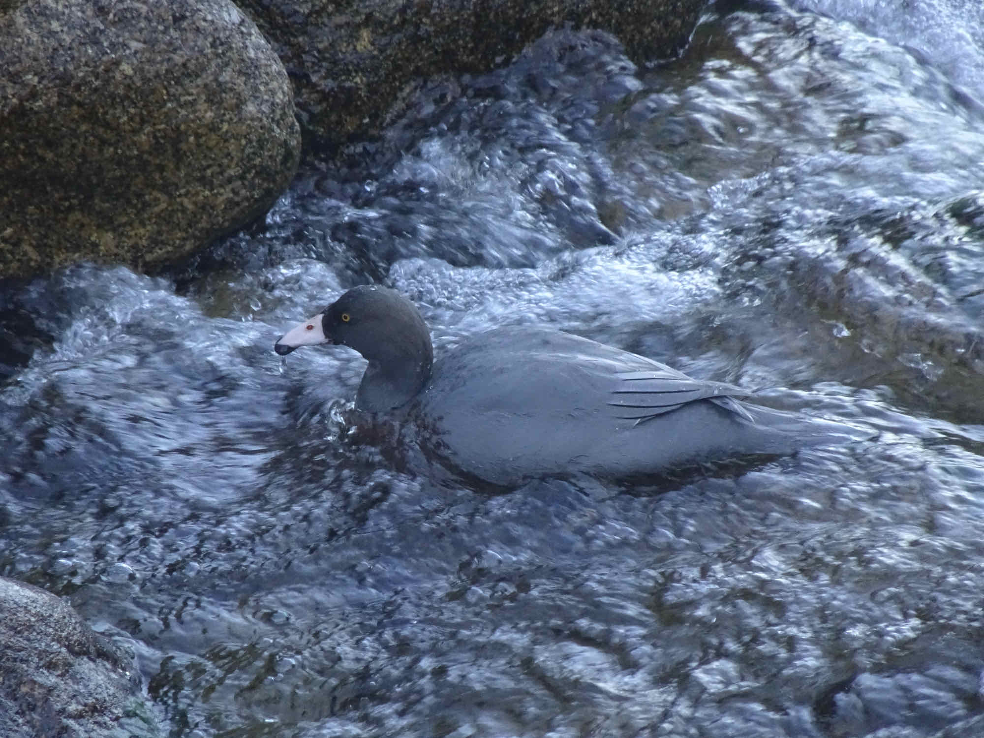 Near Heaphy hut – Heaphy Track, New Zealand, 2021 – Travels from Paradise